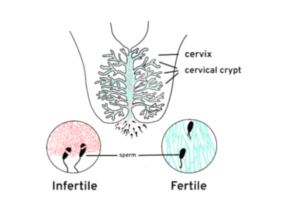 Cervical Mucus When Ovulating - Tracking Your Fertile Window