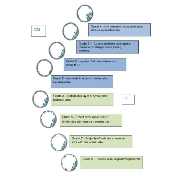 Embryo Grading and Success Rates UK | FAQs Answered